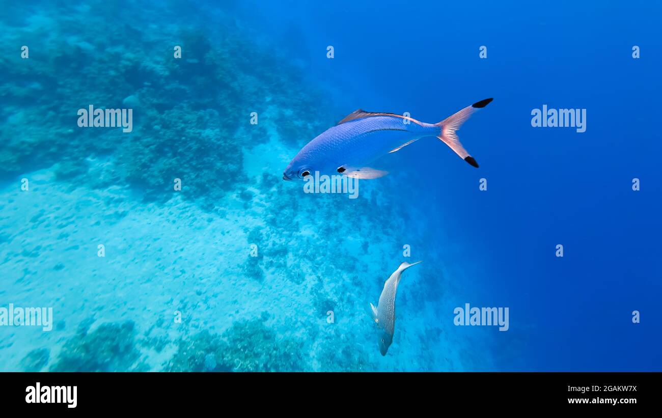Flossen schwimmen -Fotos und -Bildmaterial in hoher Auflösung – Alamy
