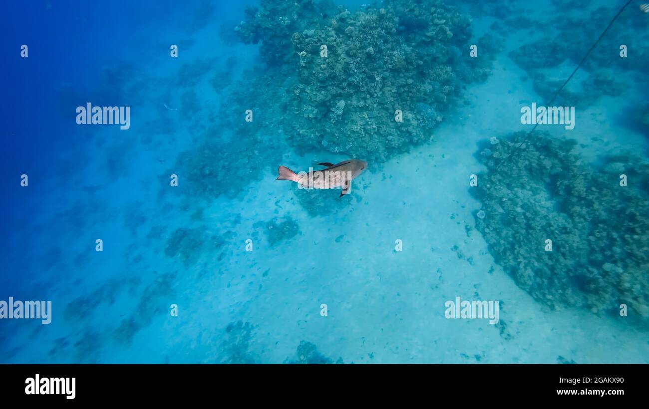 Ein riesiger grauer Fisch schwimmt auf dem Meeresboden, er schwimmt in ...