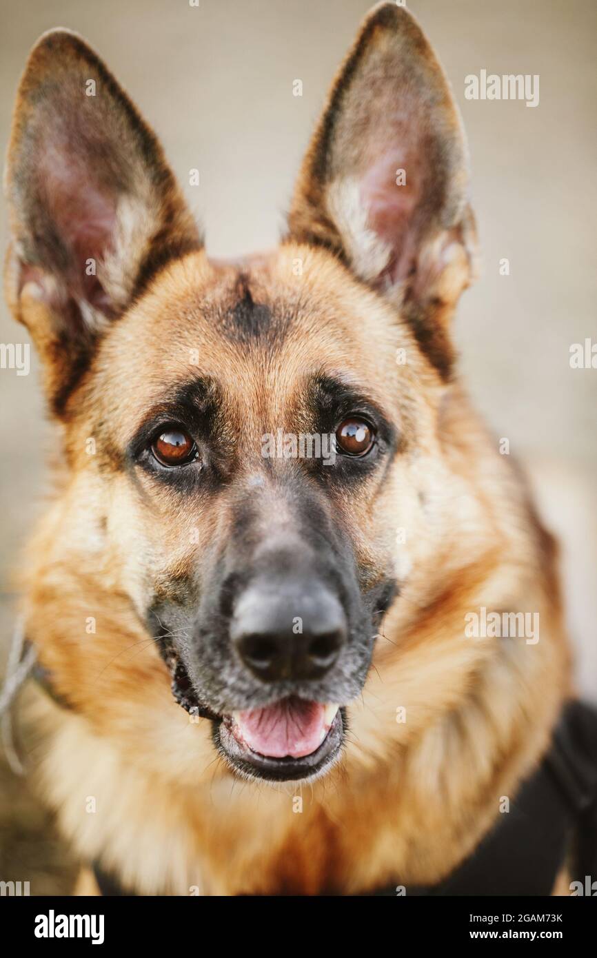 Der treue hund -Fotos und -Bildmaterial in hoher Auflösung – Alamy