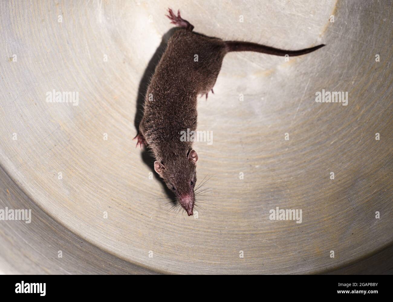 Asiatische spitzmaus -Fotos und -Bildmaterial in hoher Auflösung – Alamy