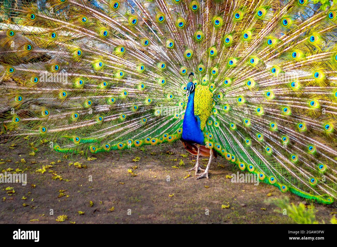 Pfauenschwanz offen -Fotos und -Bildmaterial in hoher Auflösung – Alamy