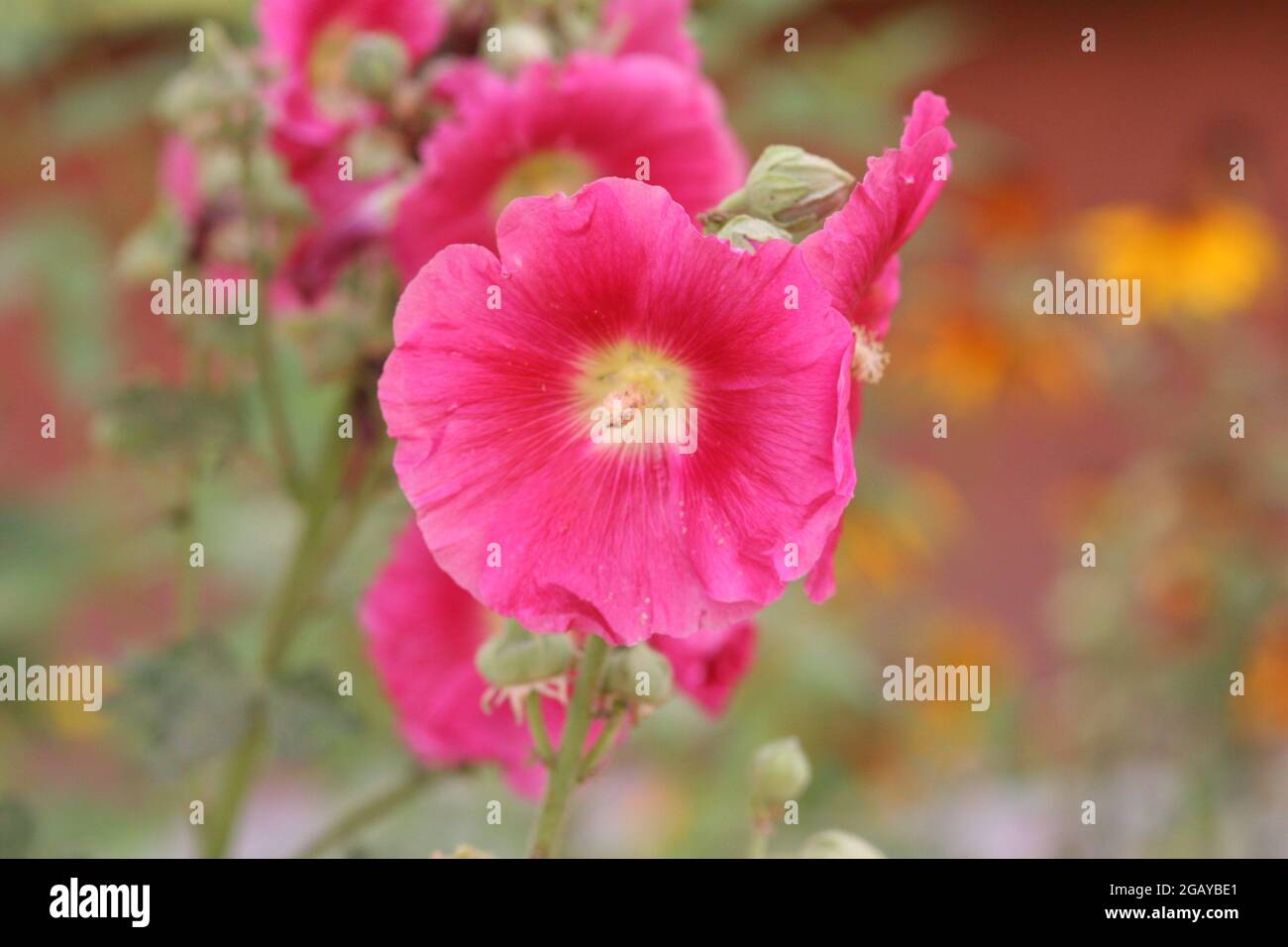 Malvae malvaceae Stockfotos und -bilder Kaufen - Alamy