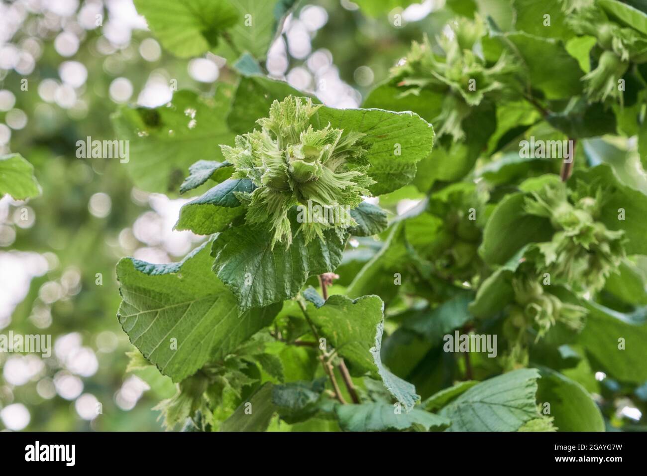 Haselnuss corylus avellana -Fotos und -Bildmaterial in hoher Auflösung ...