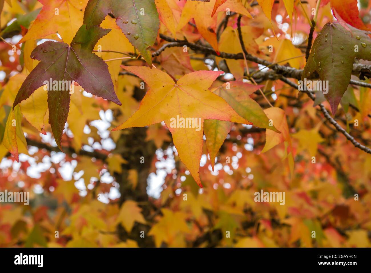 Stilvolle Baum Schone Herbstfarbung Fotos