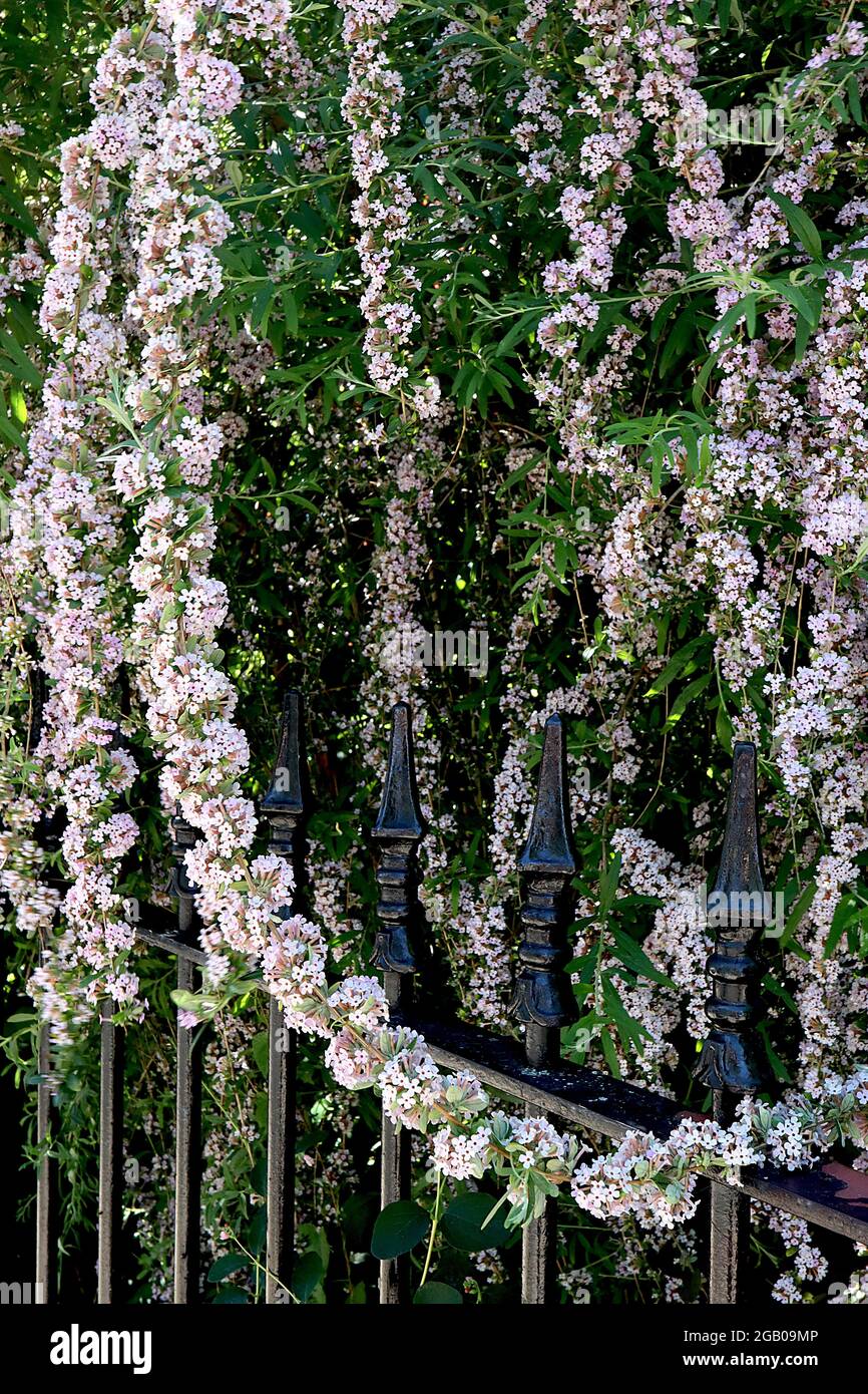 Weeping butterfly bush -Fotos und -Bildmaterial in hoher Auflösung – Alamy