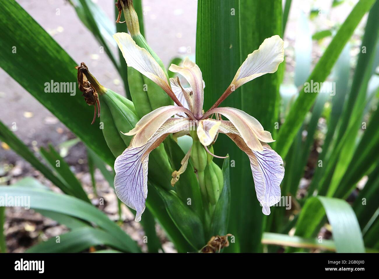 Beige wappen -Fotos und -Bildmaterial in hoher Auflösung – Alamy
