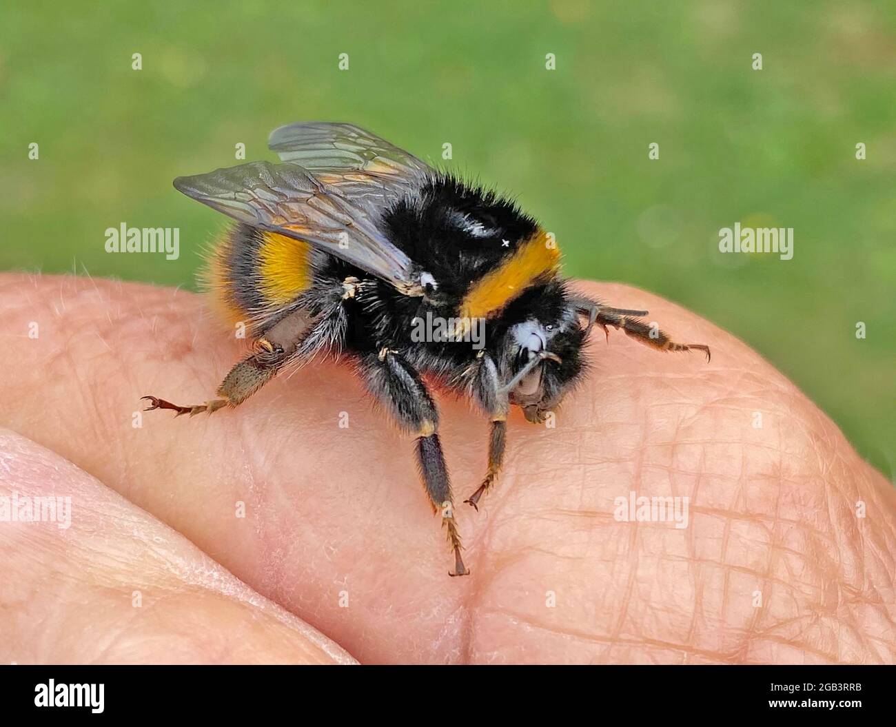 Hummel bombus terrestris -Fotos und -Bildmaterial in hoher Auflösung ...