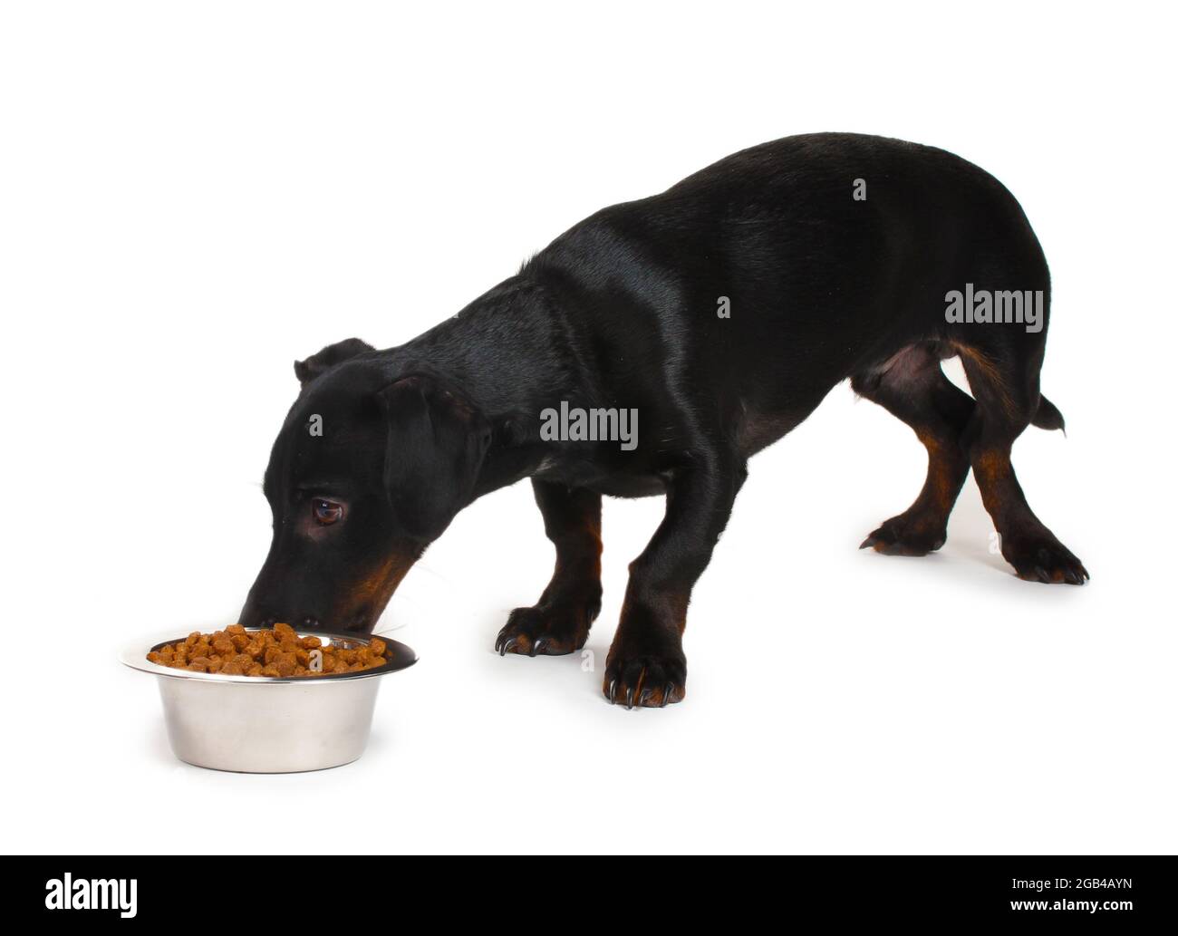 Schwarzer kleiner Dackel Hund und Futter auf Weiß isoliert ...