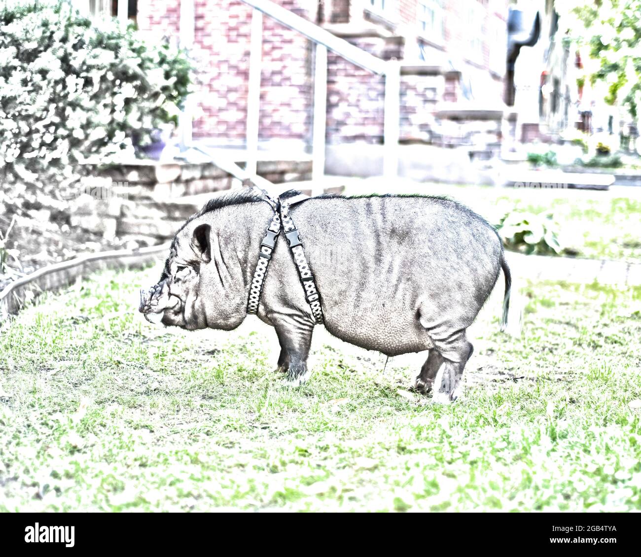 Schwein im geschirr -Fotos und -Bildmaterial in hoher Auflösung – Alamy
