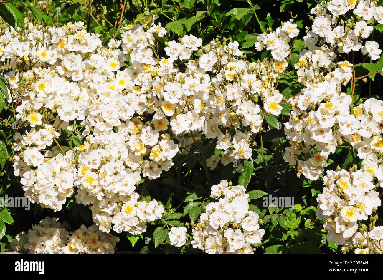 Rosa wanderrektor -Fotos und -Bildmaterial in hoher Auflösung – Alamy