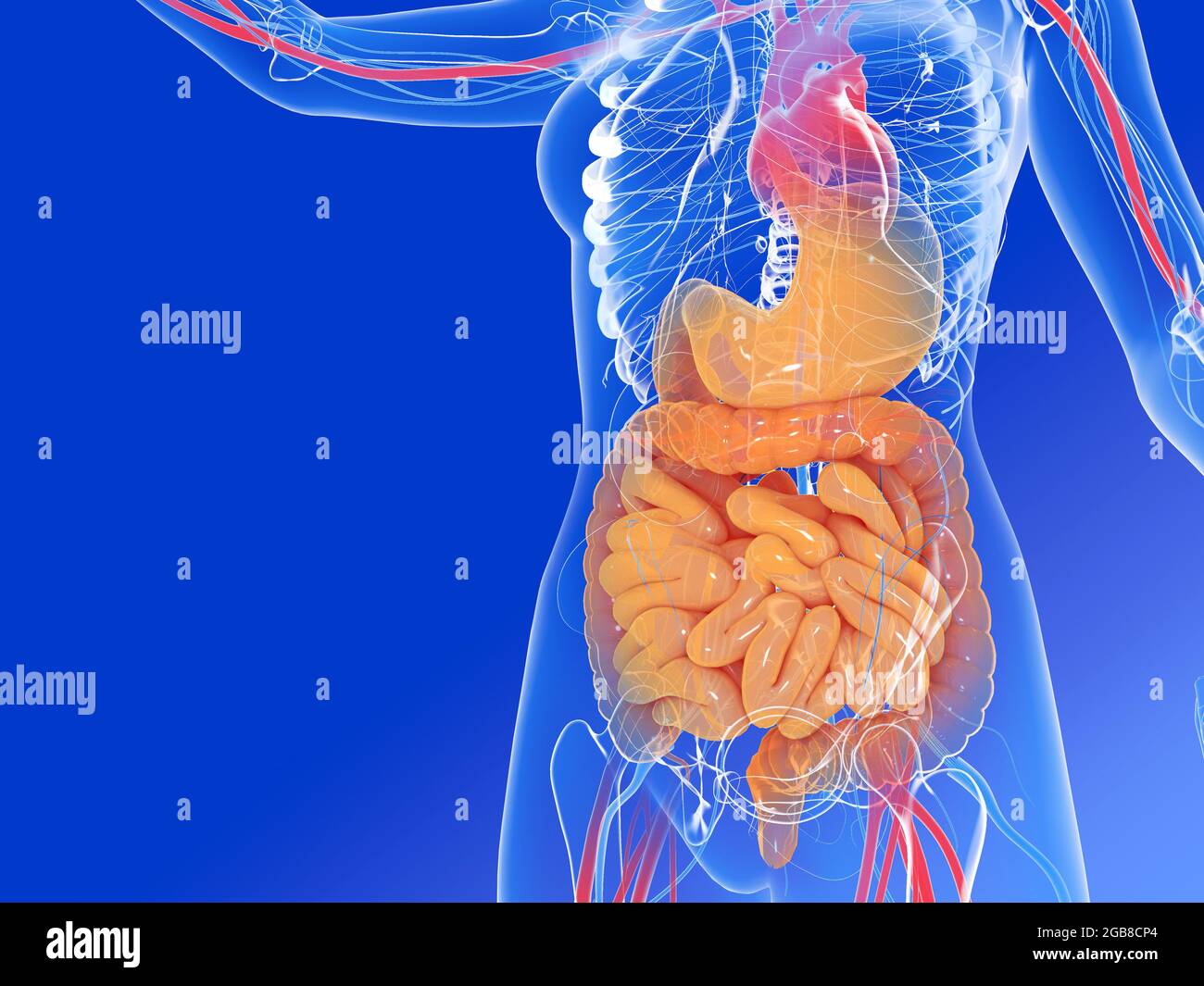 3d-Darstellung der weiblichen inneren Anatomie. Zeigt die transparenten inneren Organe mit ...