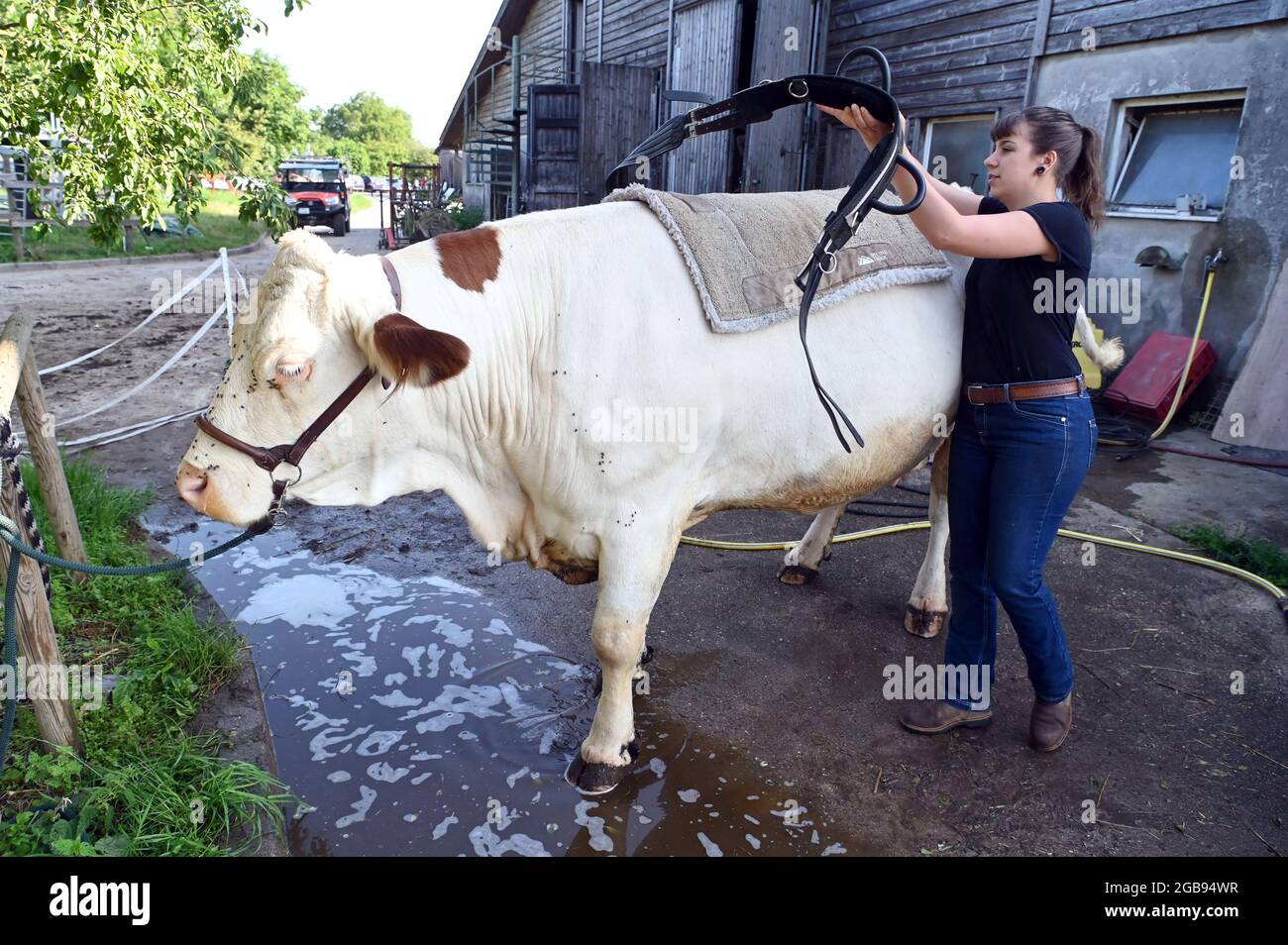 23. Juli 2021, Baden-Württemberg, Ölbronn-Dürrn: Sonja Keller sattelt die Kuh Melina, mit der ...