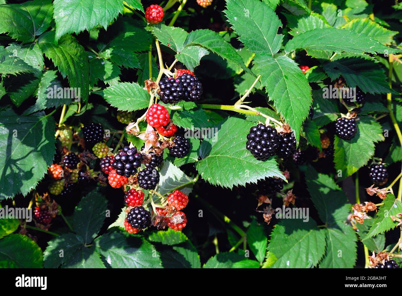 Die Brombeere ist eine essbare Frucht, die von vielen Arten der Gattung ...
