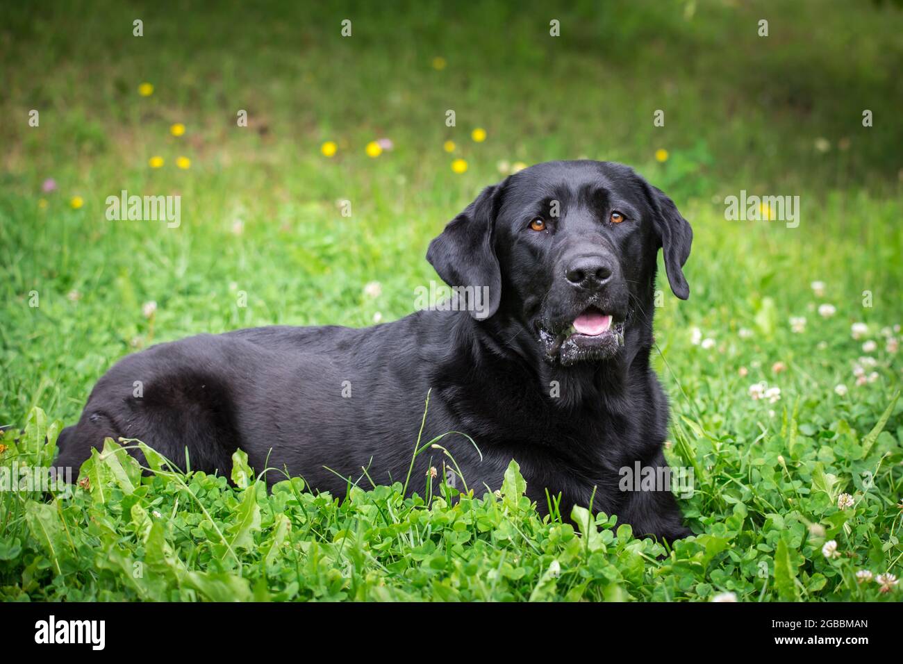 Black labradoodle -Fotos und -Bildmaterial in hoher Auflösung – Alamy