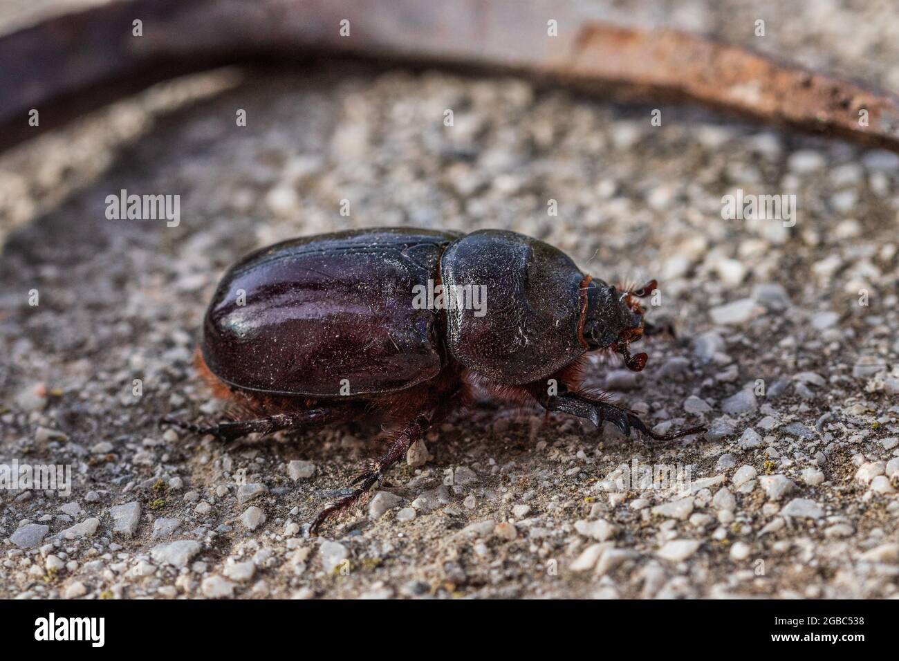 Weiblicher Nashornk fer Fotos Und Bildmaterial In Hoher Aufl sung Alamy weiblicher-nashornk-fer-fotos-und-bildmaterial-in-hoher-aufl-sung-alamy