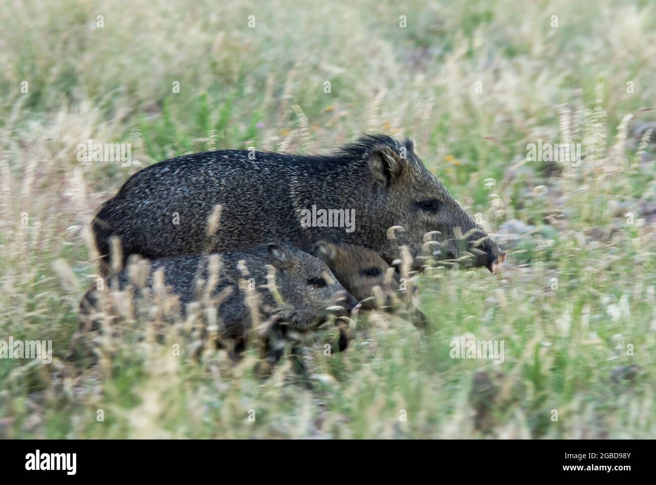 Texas javelina -Fotos und -Bildmaterial in hoher Auflösung – Alamy