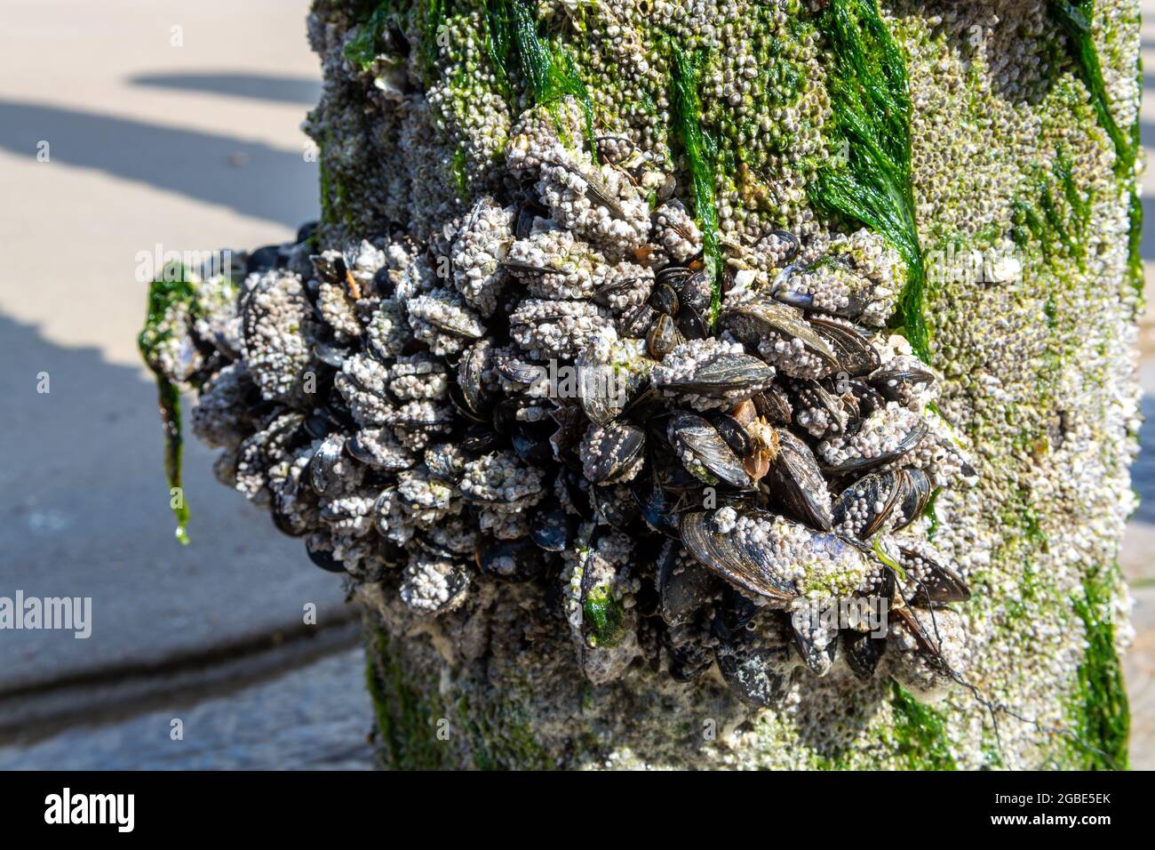 Gruppen von lebenden Muscheln Muscheln Muscheln Muscheln, die bei Ebbe ...