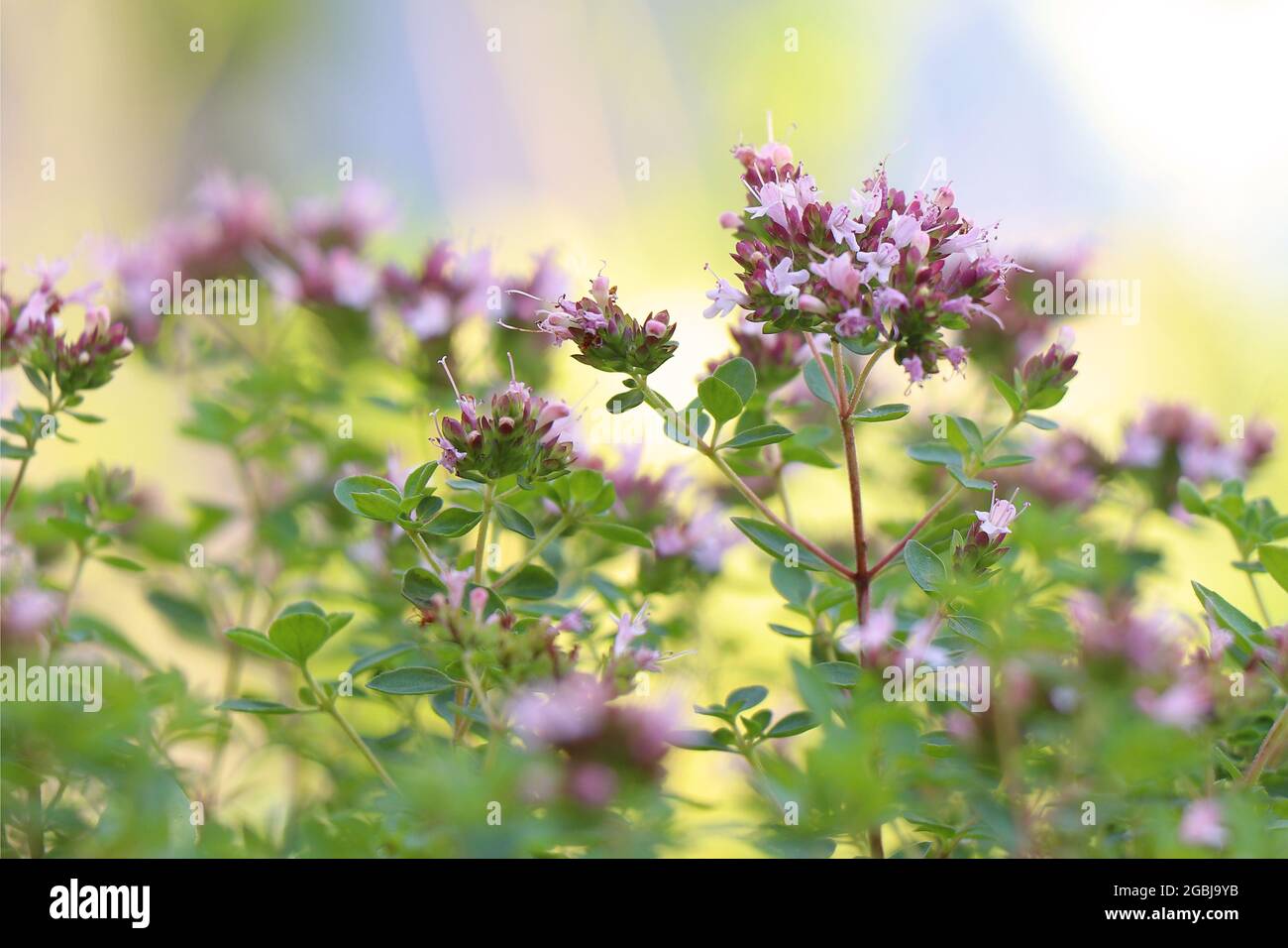 Majoran Oregano Blute