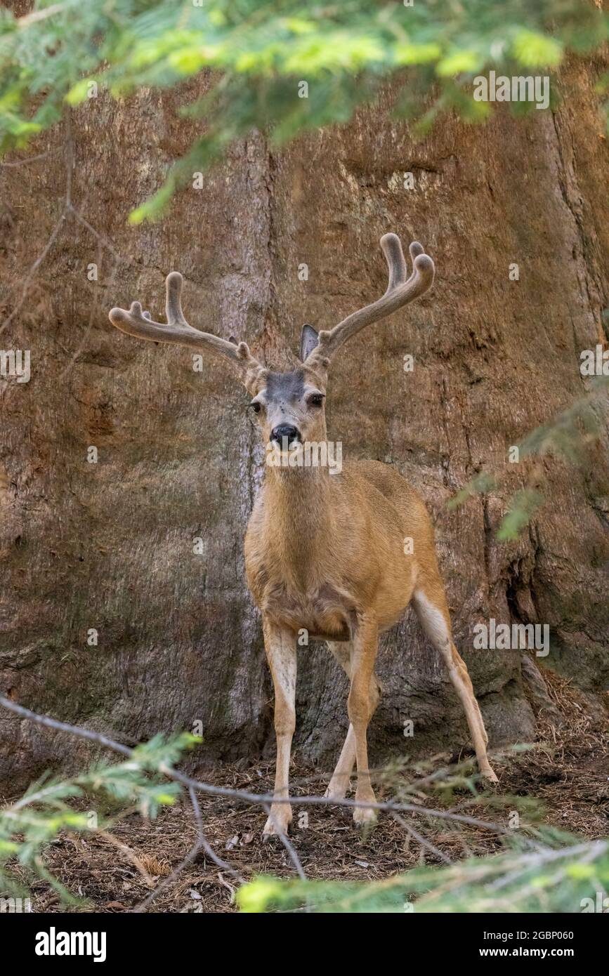 Maultierhirsch im mammutbaum nationalpark -Fotos und -Bildmaterial in ...