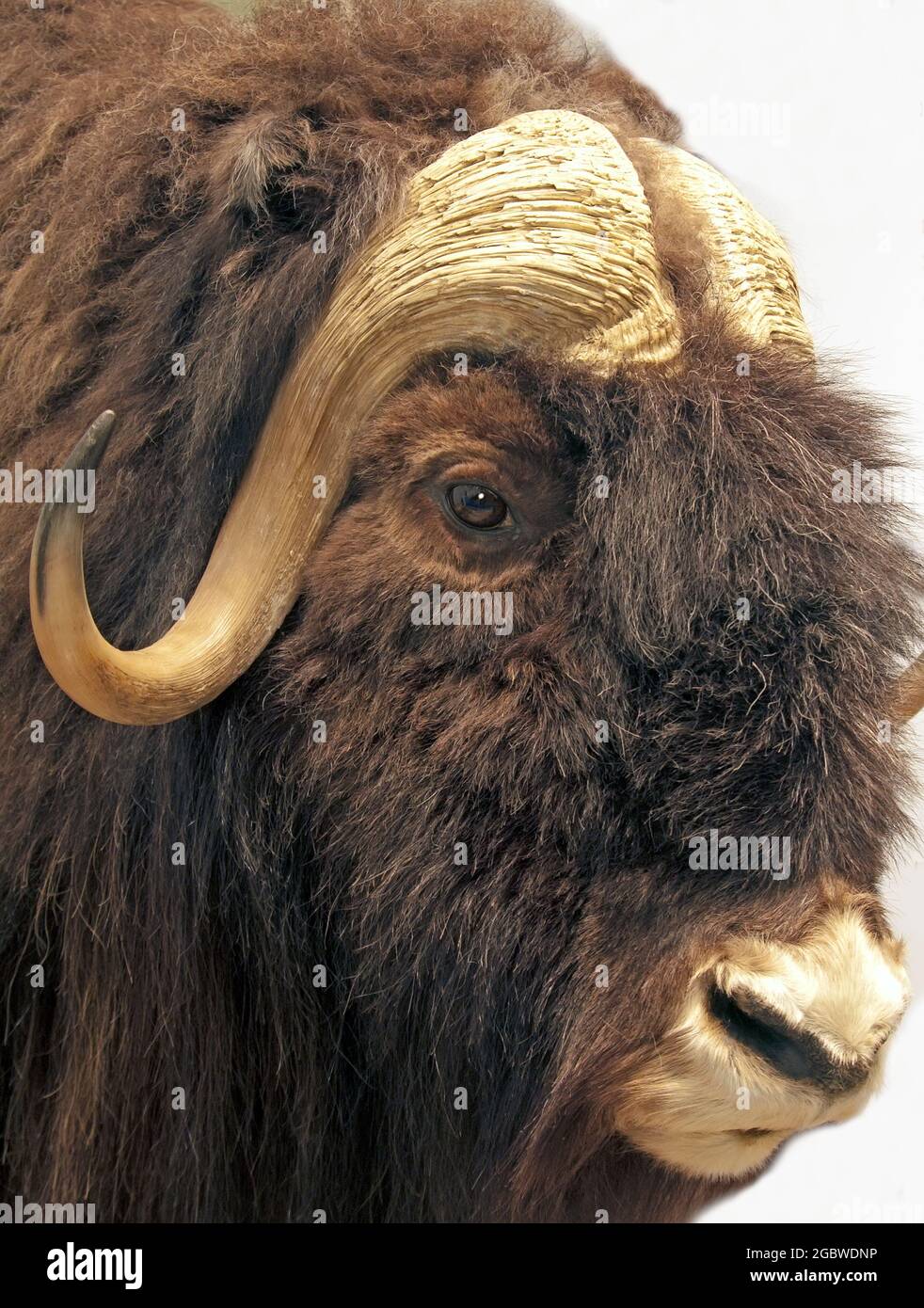 Stark wie ein ochse -Fotos und -Bildmaterial in hoher Auflösung – Alamy