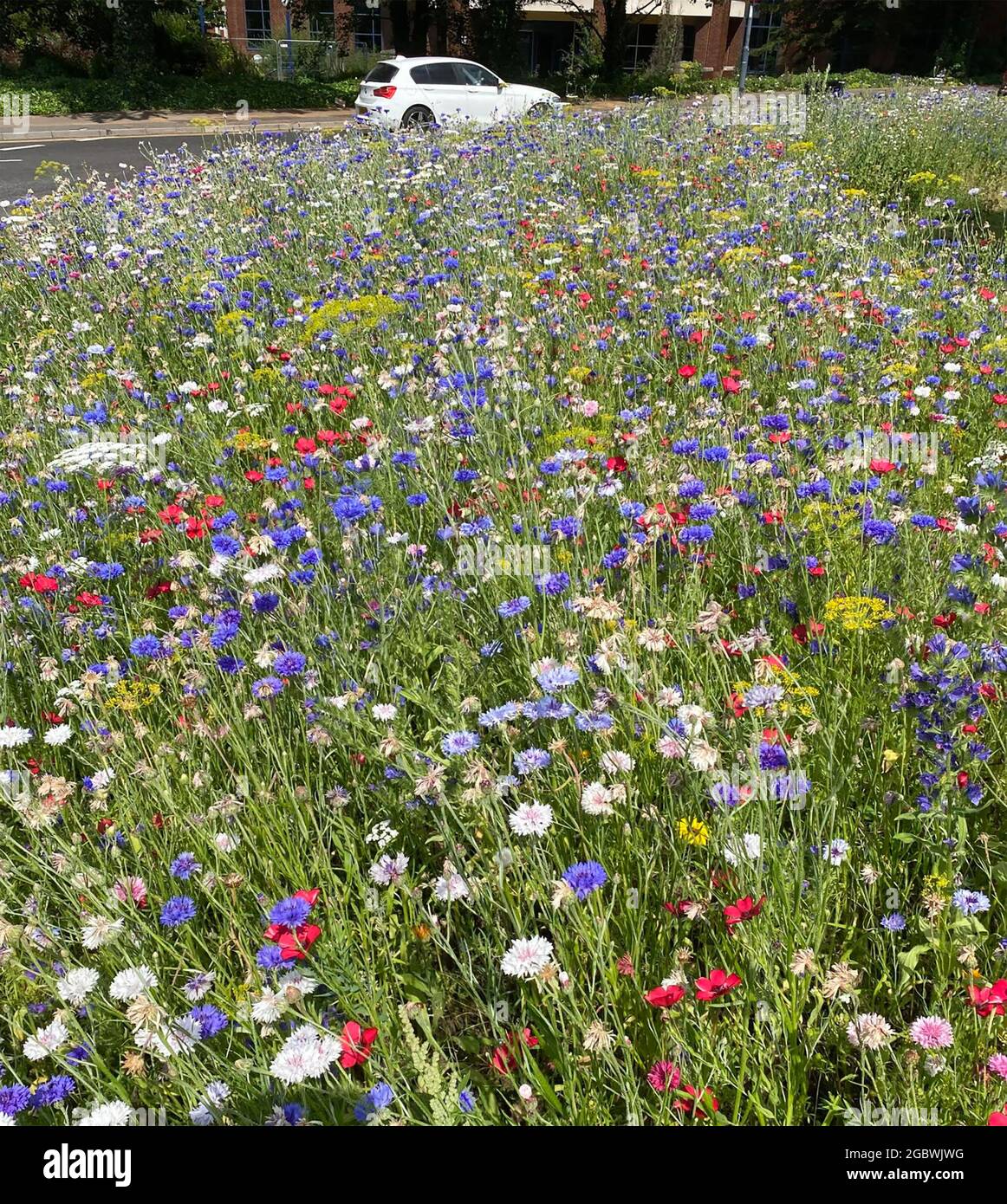 WILDBLUMEN an einem Kreisverkehr in Maidenhead, Bergshire. Foto: Tony ...