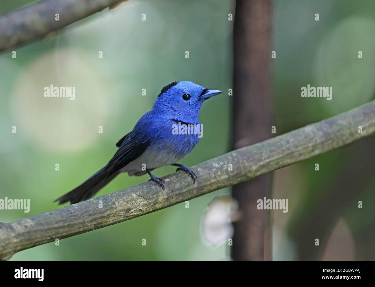 Der schwarzhaarige monarch -Fotos und -Bildmaterial in hoher Auflösung ...