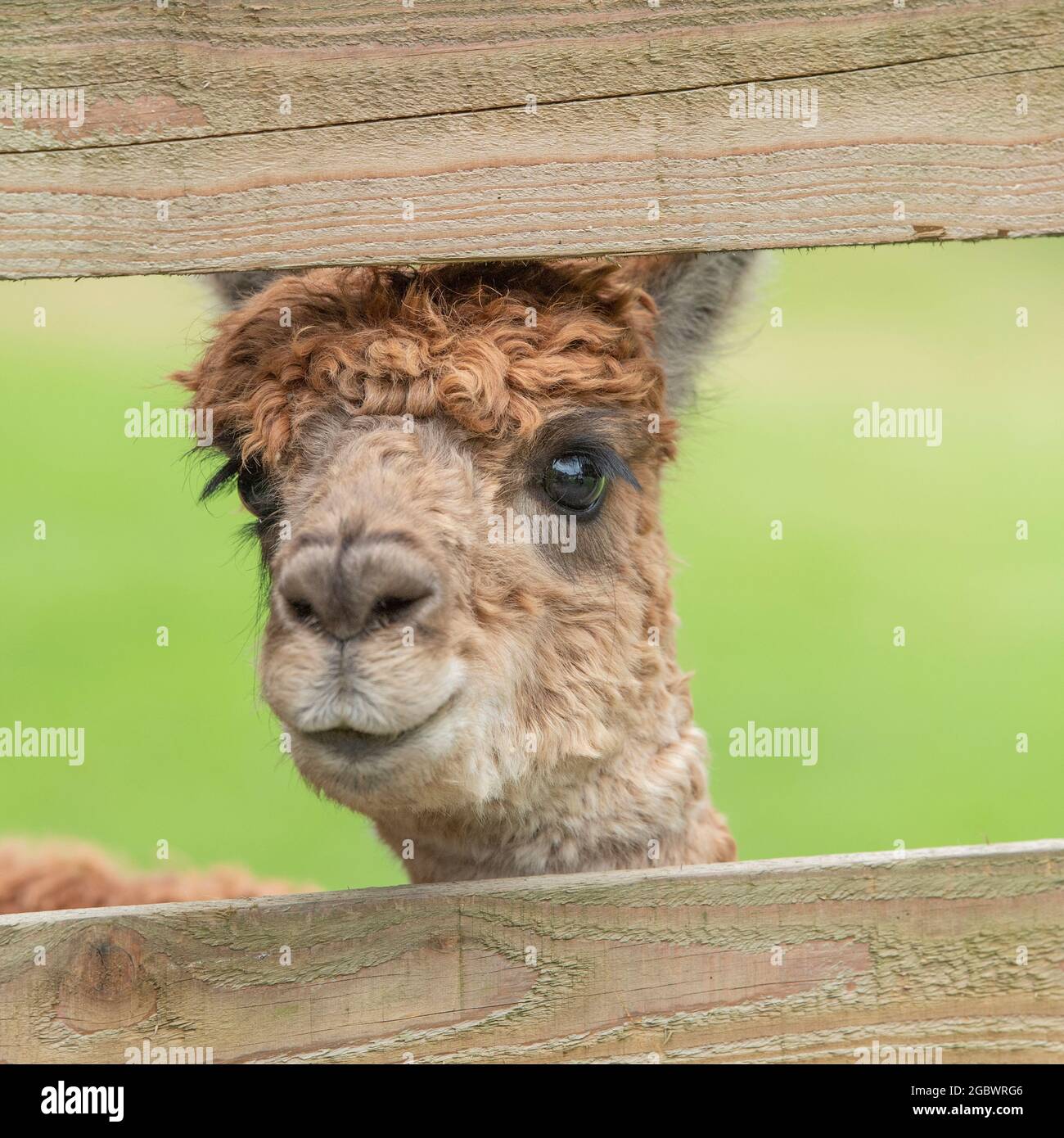 Alarm alpaka -Fotos und -Bildmaterial in hoher Auflösung – Alamy