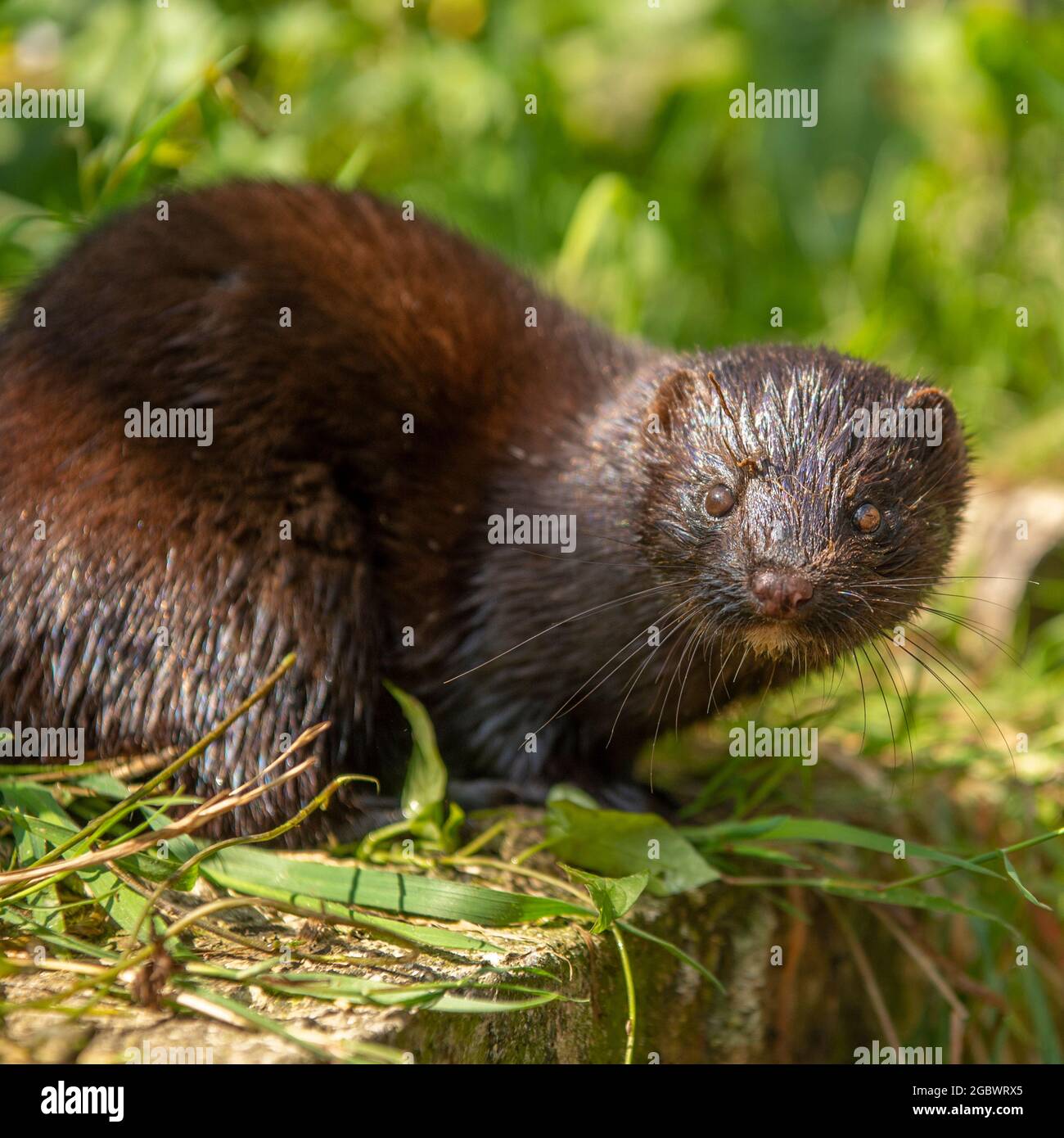 Pelzmantel nerz -Fotos und -Bildmaterial in hoher Auflösung – Alamy