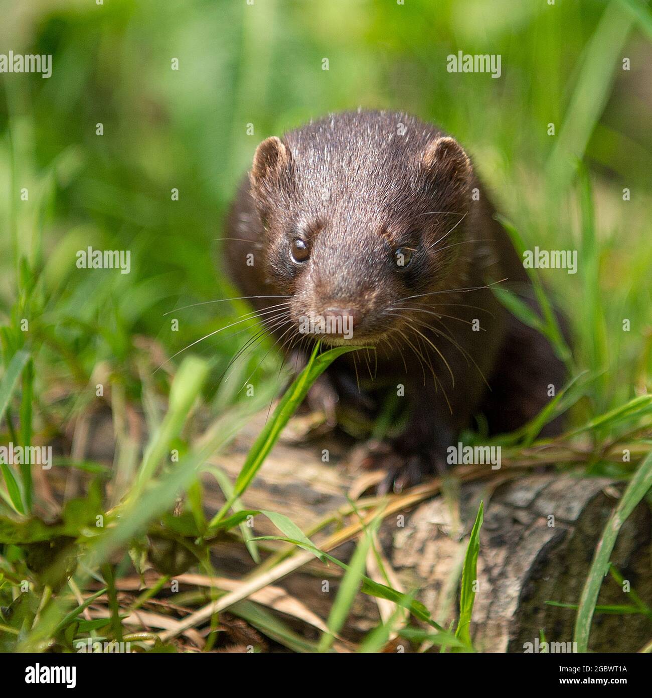 Pelzmantel nerz -Fotos und -Bildmaterial in hoher Auflösung – Alamy