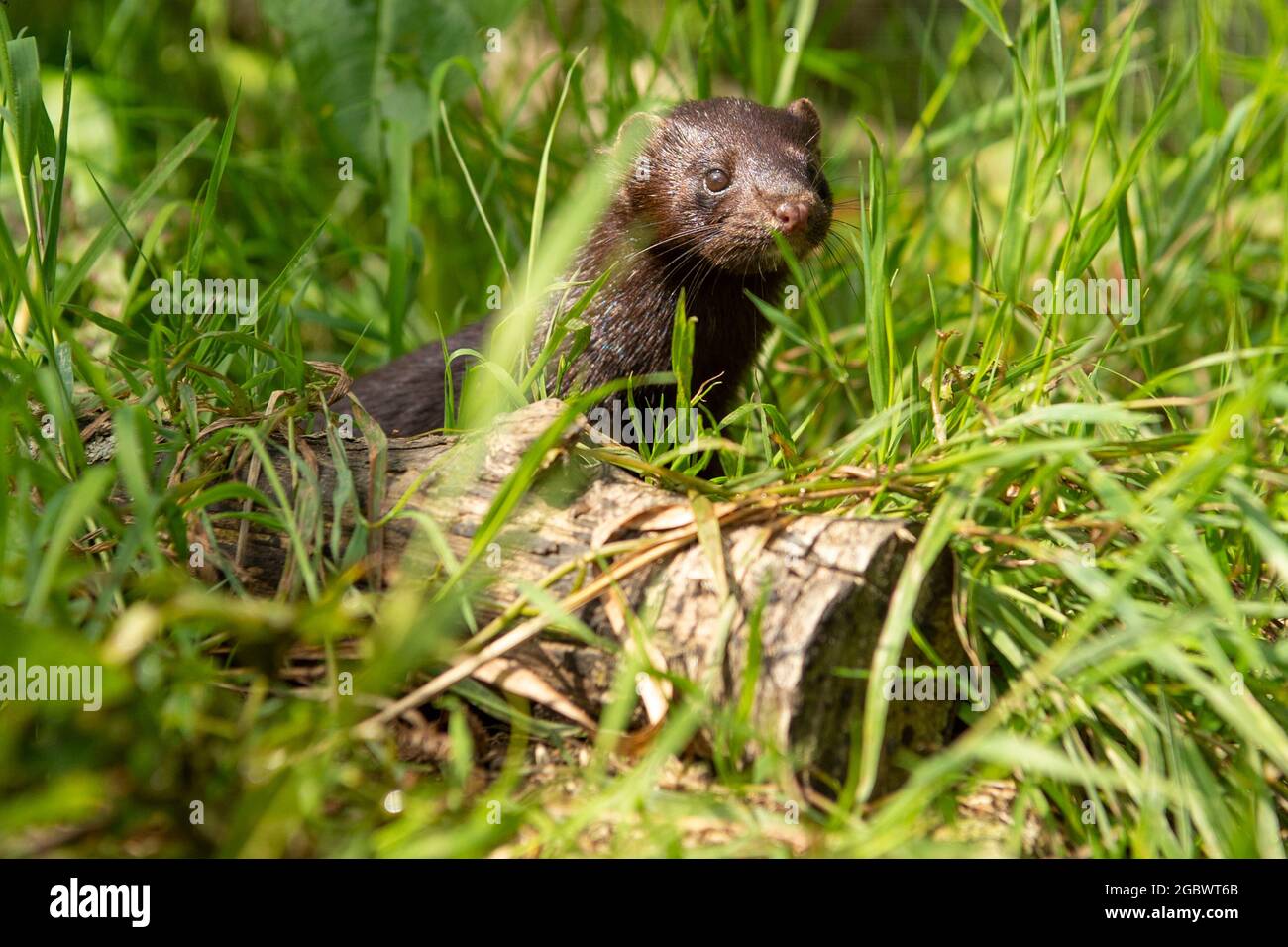 Wilder nerz hautnah -Fotos und -Bildmaterial in hoher Auflösung – Alamy