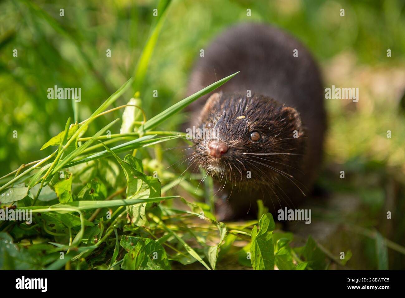 Pelzmantel nerz -Fotos und -Bildmaterial in hoher Auflösung – Alamy