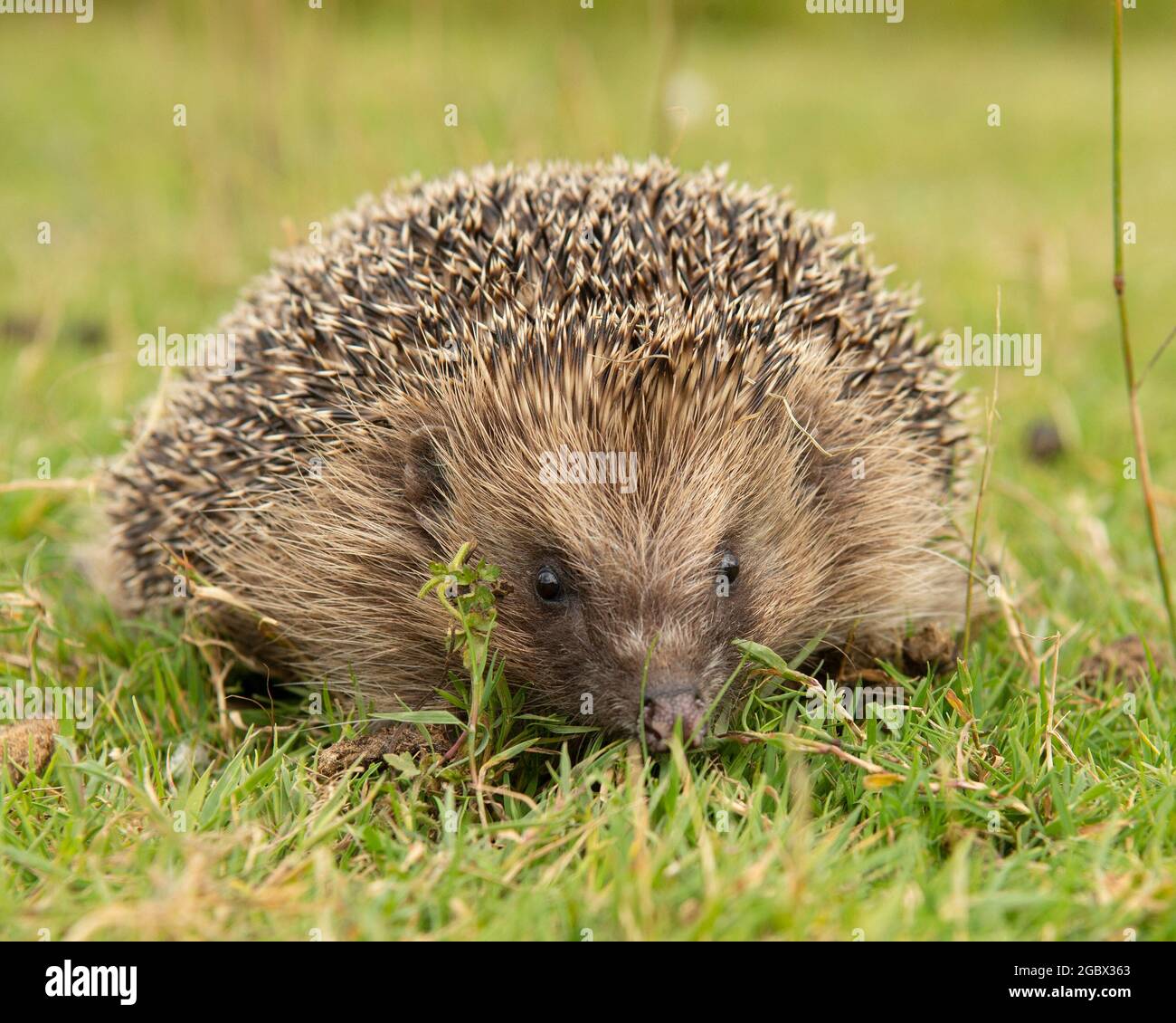 Rare hedgehog -Fotos und -Bildmaterial in hoher Auflösung – Alamy