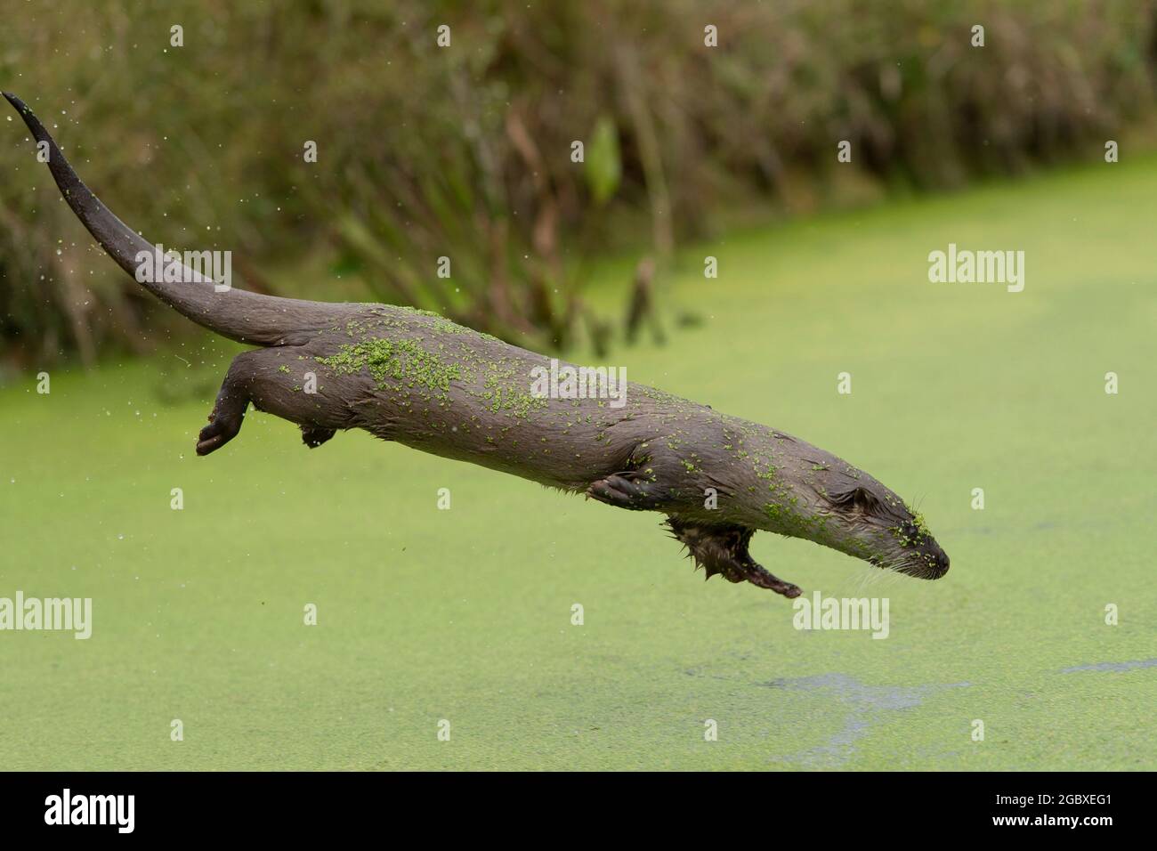 Otter hautnah -Fotos und -Bildmaterial in hoher Auflösung – Alamy