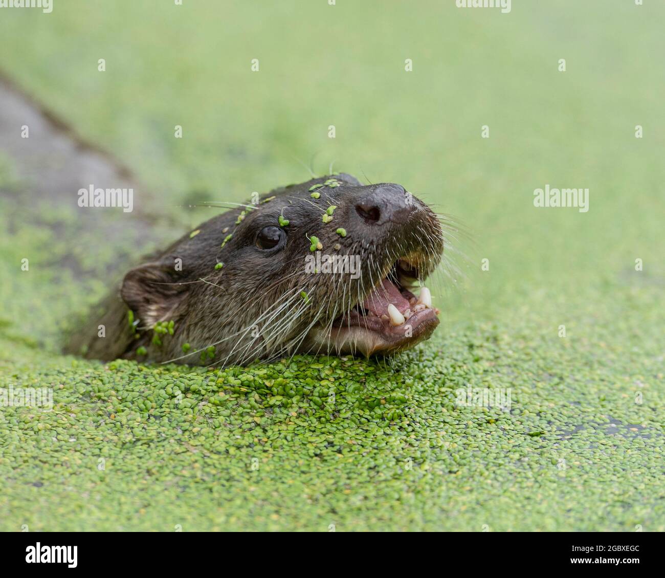 Otter hautnah -Fotos und -Bildmaterial in hoher Auflösung – Alamy