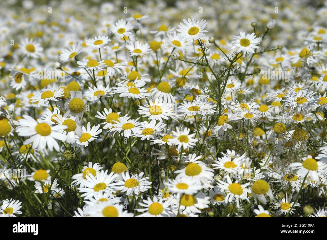 Tripleurospermum perforatum -Fotos und -Bildmaterial in hoher Auflösung ...
