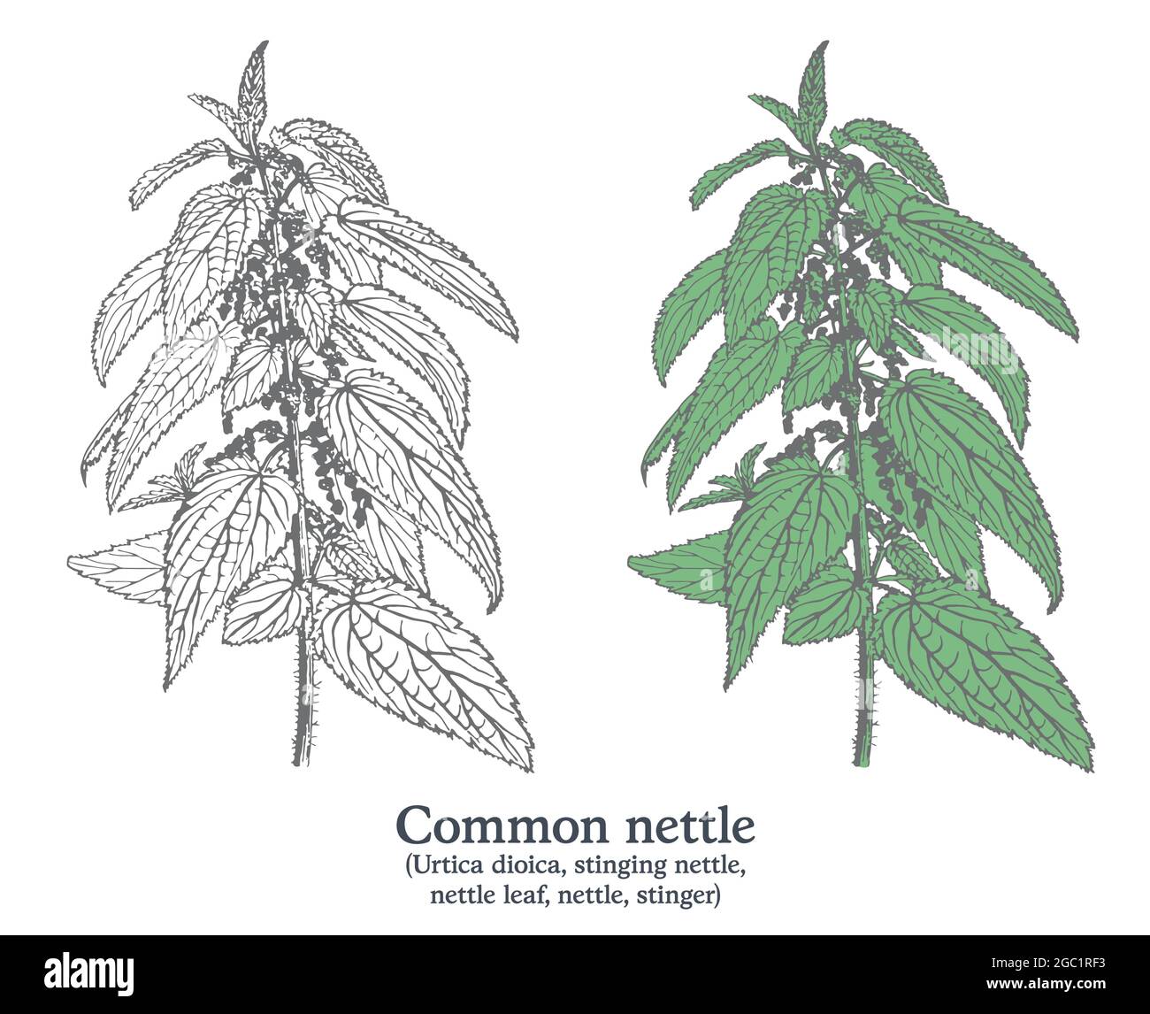 Gewöhnliche Brennnessel. Bunte Vektor Hand gezeichnete Pflanze. Skizze ...