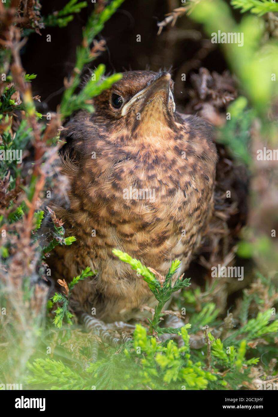 Baby amsel -Fotos und -Bildmaterial in hoher Auflösung – Alamy