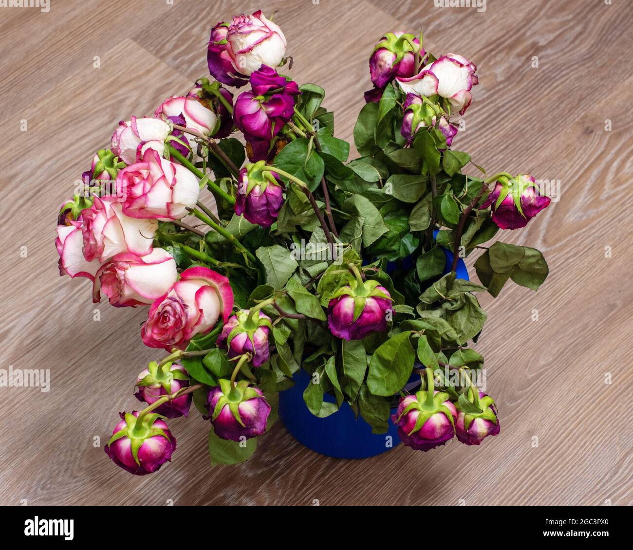 Blick auf rosen von vorne -Fotos und -Bildmaterial in hoher Auflösung ...
