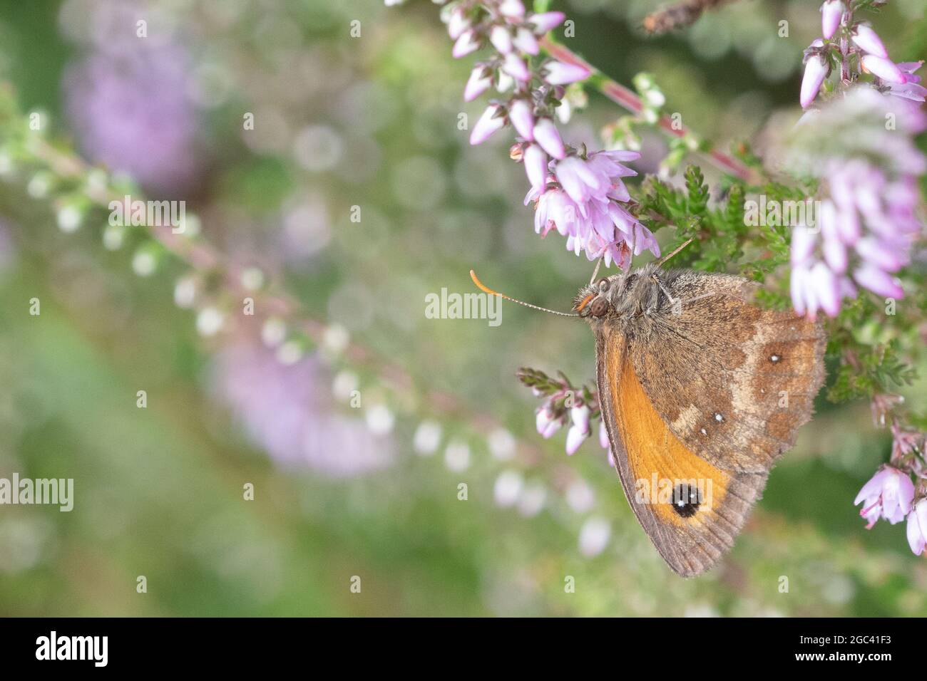 Gatekeeper schmetterling auf dem alten friedhof von southampton -Fotos ...