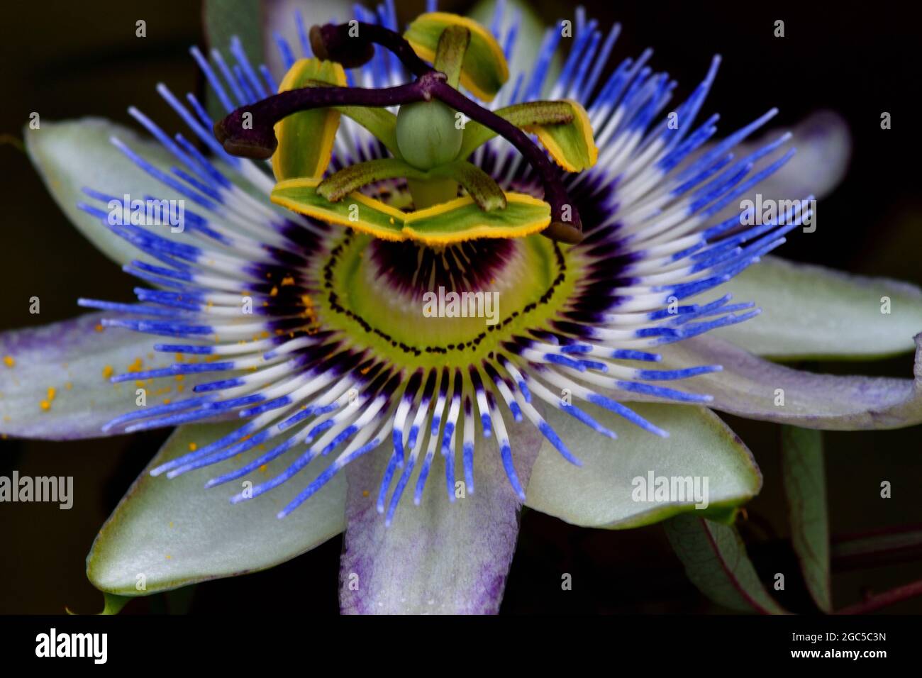 Passiflora flower -Fotos und -Bildmaterial in hoher Auflösung – Alamy