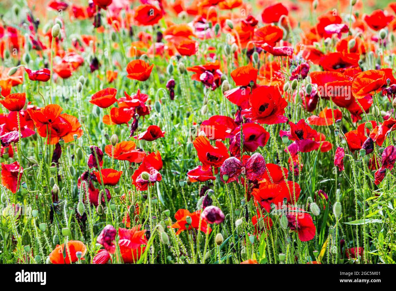 Schöne Mohn Felder in Malterdingen gesehen. Mohnblumen sind krautige Pflanzen, die oft wegen ...