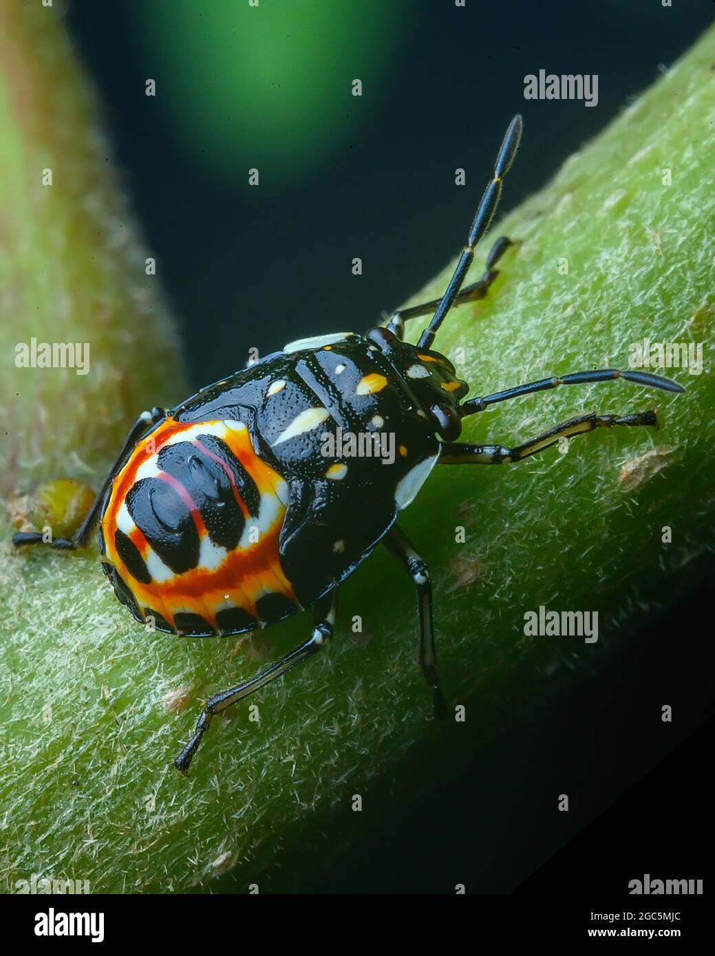 Arthropoden von kerala -Fotos und -Bildmaterial in hoher Auflösung – Alamy