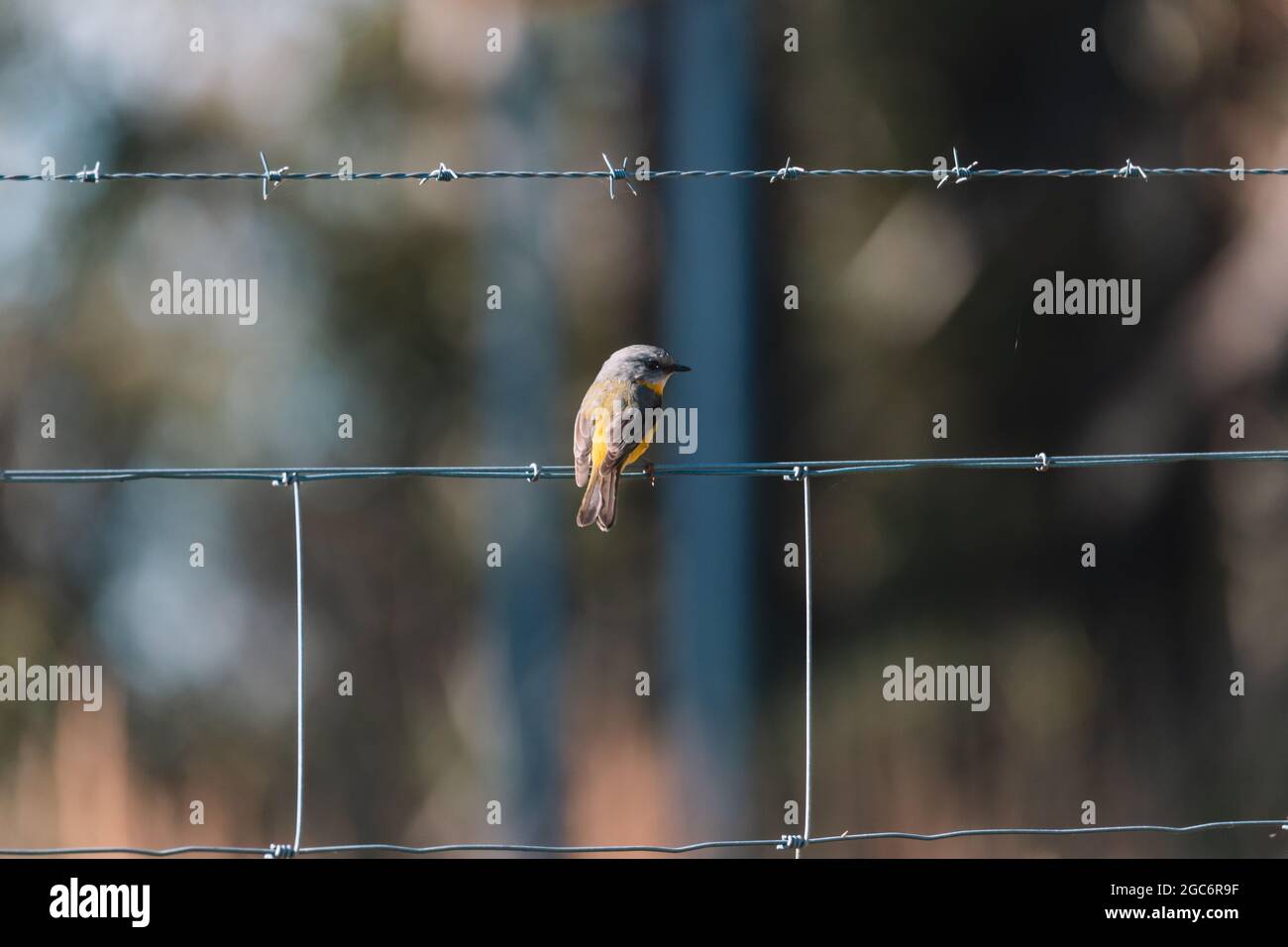 Australischer vogel -Fotos und -Bildmaterial in hoher Auflösung – Alamy
