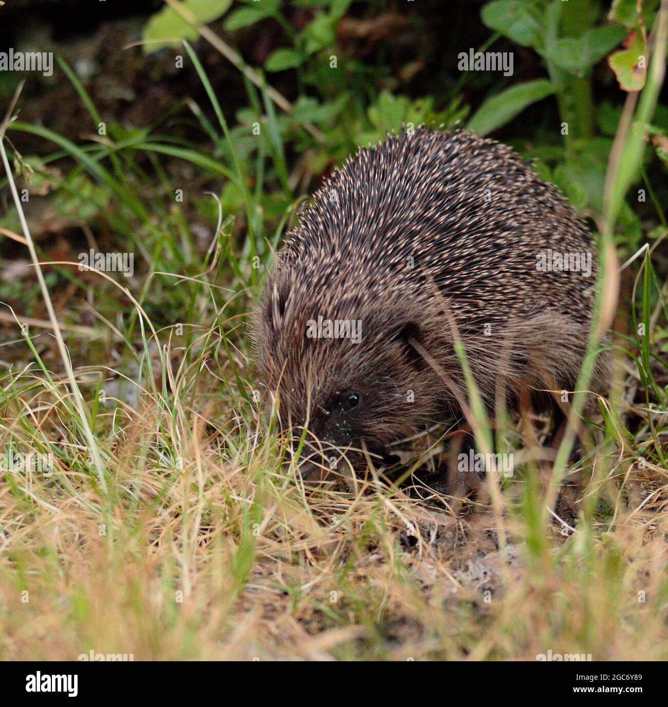 Wilder igel im waldland -Fotos und -Bildmaterial in hoher Auflösung ...