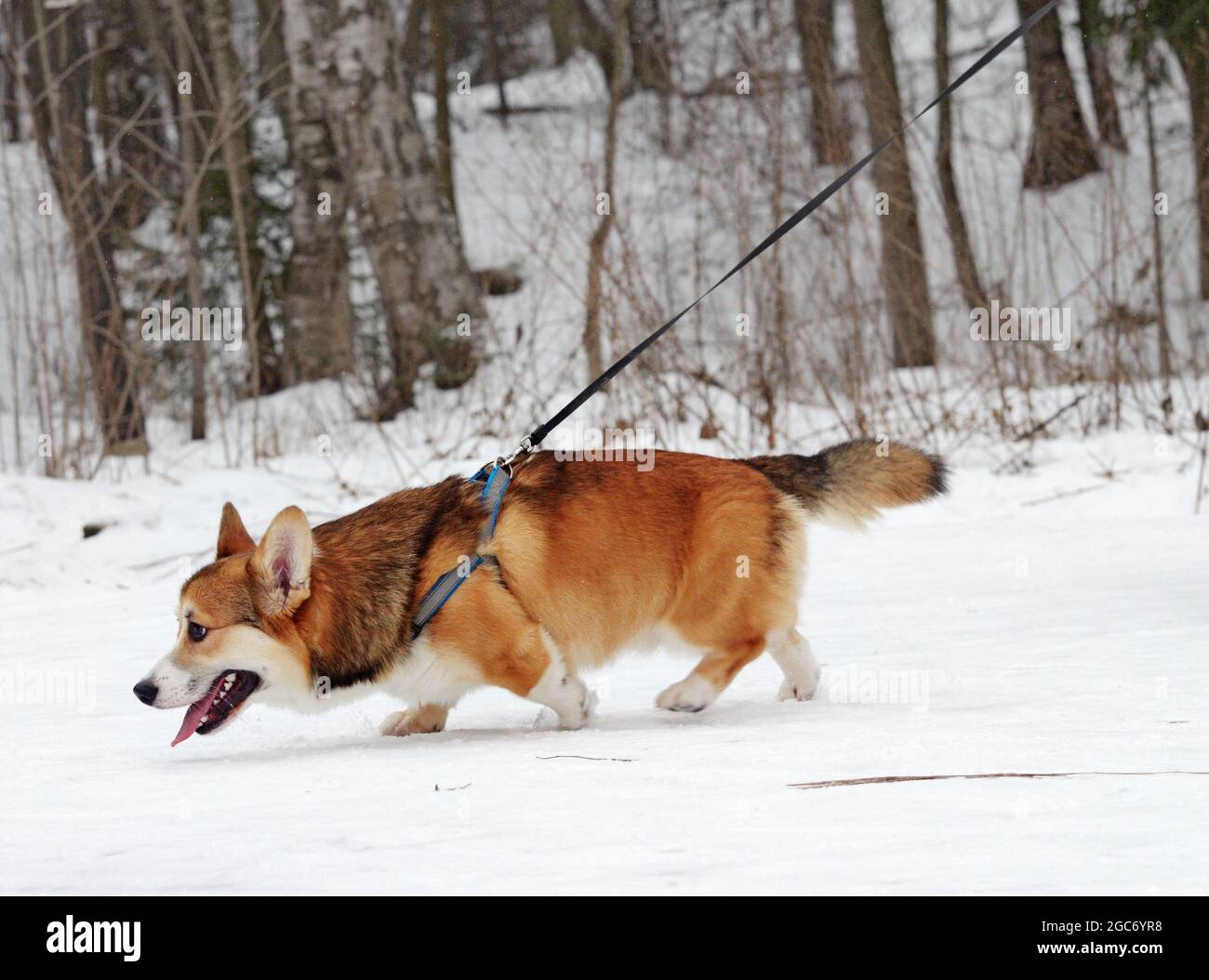 Welsh Corgi sind hütende Hunderassen, es ist ein kleiner Hund mit ...