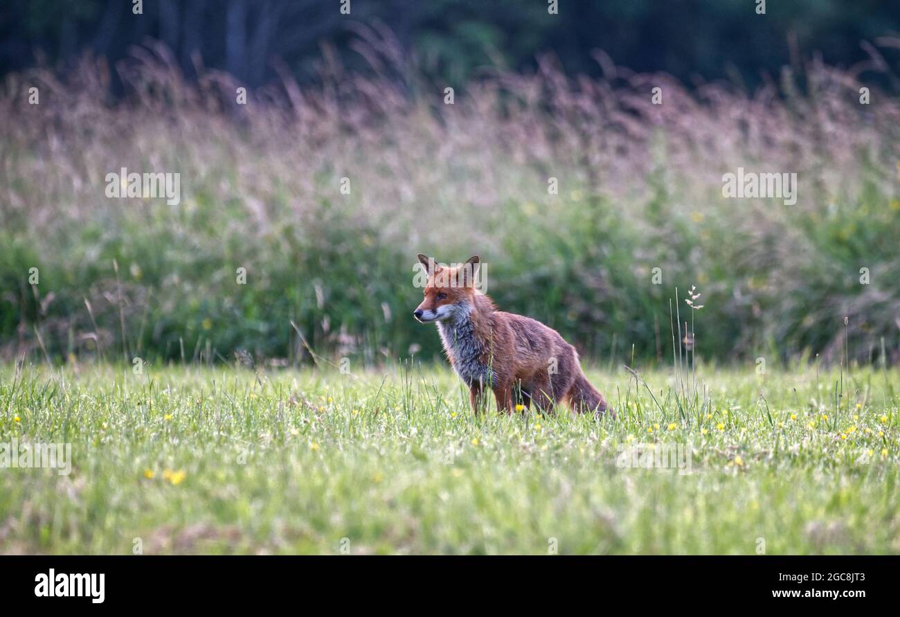 Rotfuchs neben baum -Fotos und -Bildmaterial in hoher Auflösung – Alamy