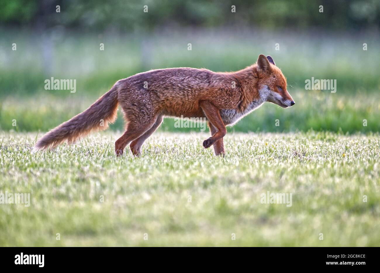 Rotfuchs neben baum -Fotos und -Bildmaterial in hoher Auflösung – Alamy