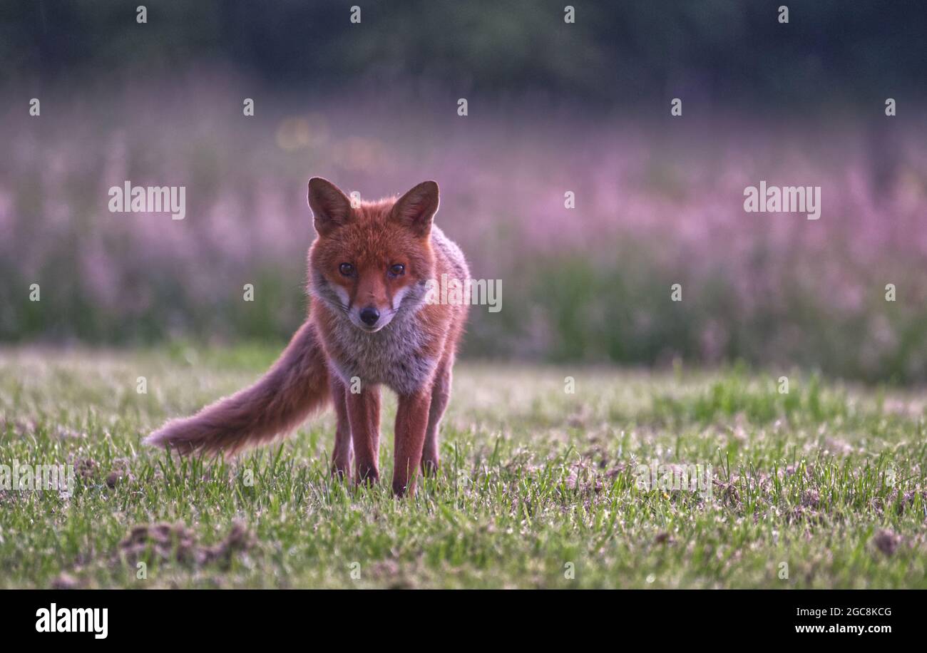 Rotfuchs neben baum -Fotos und -Bildmaterial in hoher Auflösung – Alamy