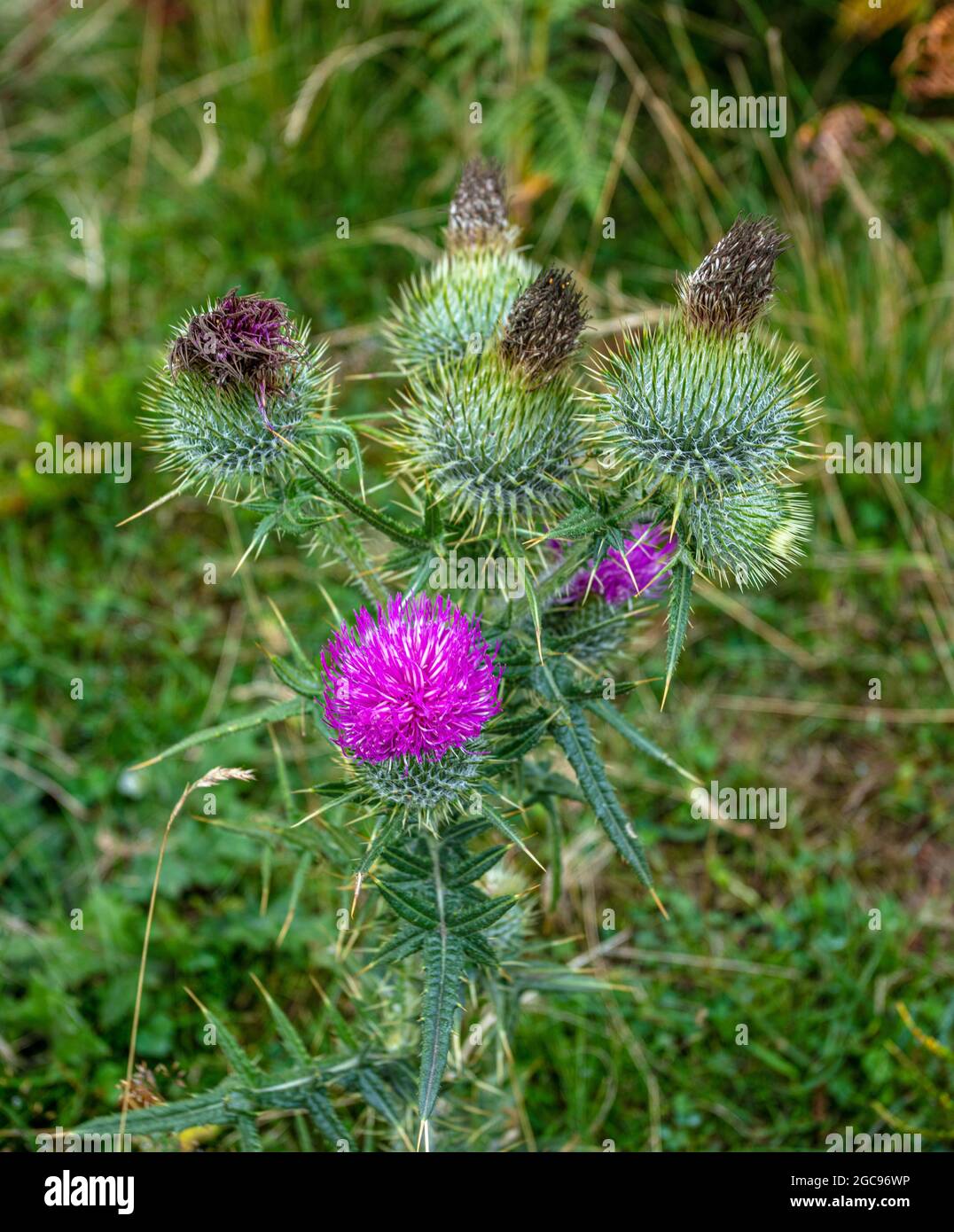 Thistle spikes -Fotos und -Bildmaterial in hoher Auflösung – Alamy