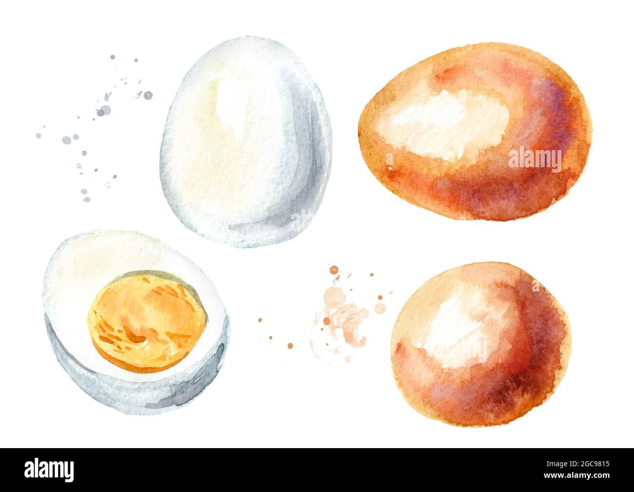 Gekochte Eier. Aquarell handgezeichnete Illustration, isoliert auf ...